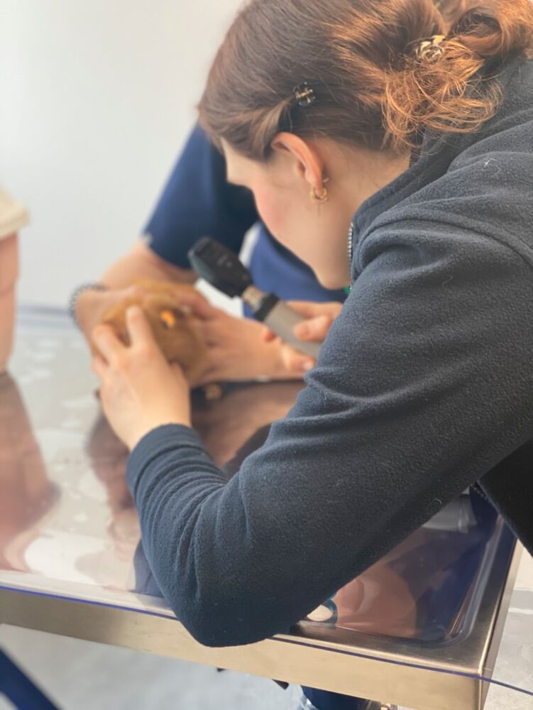 Algorithmen können helfen, Tier­krankheiten zu verhindern