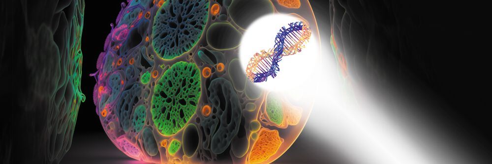 Optogenetik für Organoide