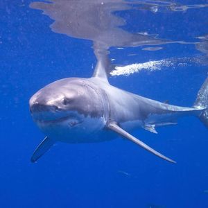 Haifischhaut-Lack verbessert Leistung von Windkraftanlagen