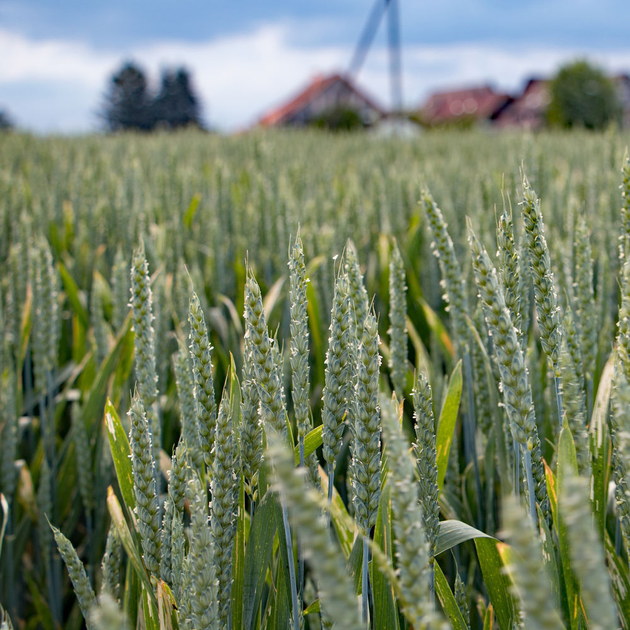 Was bringt den Winterweizen zur früheren Blüte?