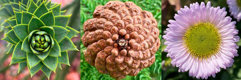 Research Puts New Spin on Fibonacci Spirals