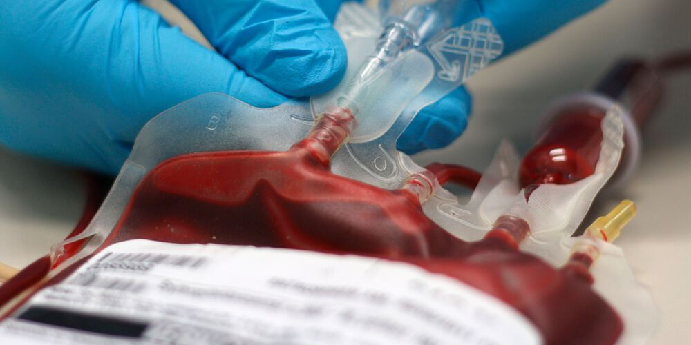 Kein Risiko für Spender: Häufiges Blutspenden fördert Regeneration der Blutzellen