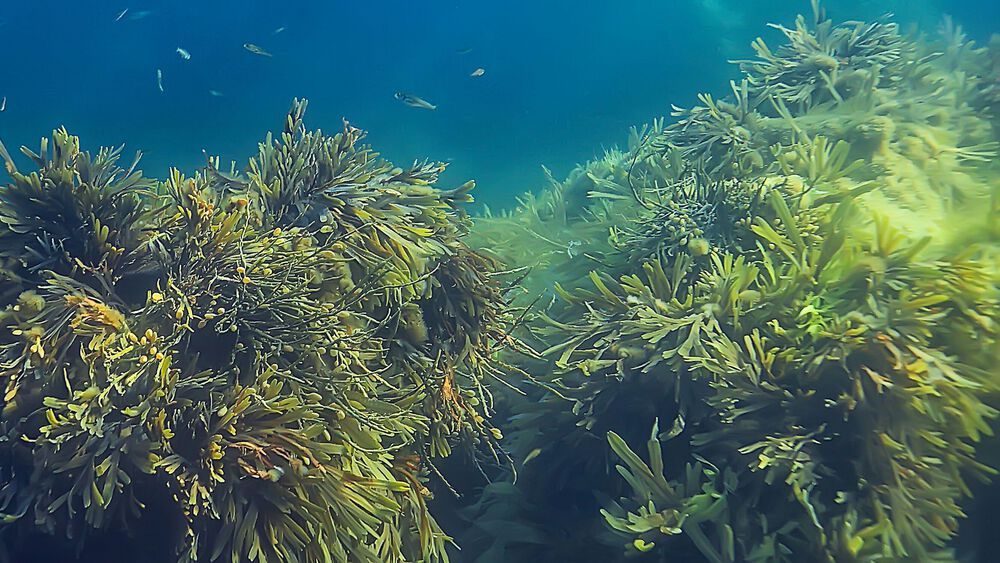 Wie Algen zu biologischen Wasserstoffquellen werden könnten