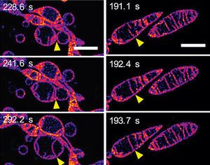 Live Mitochondria Seen in Unprecedented Detail || Picture 4 / 5