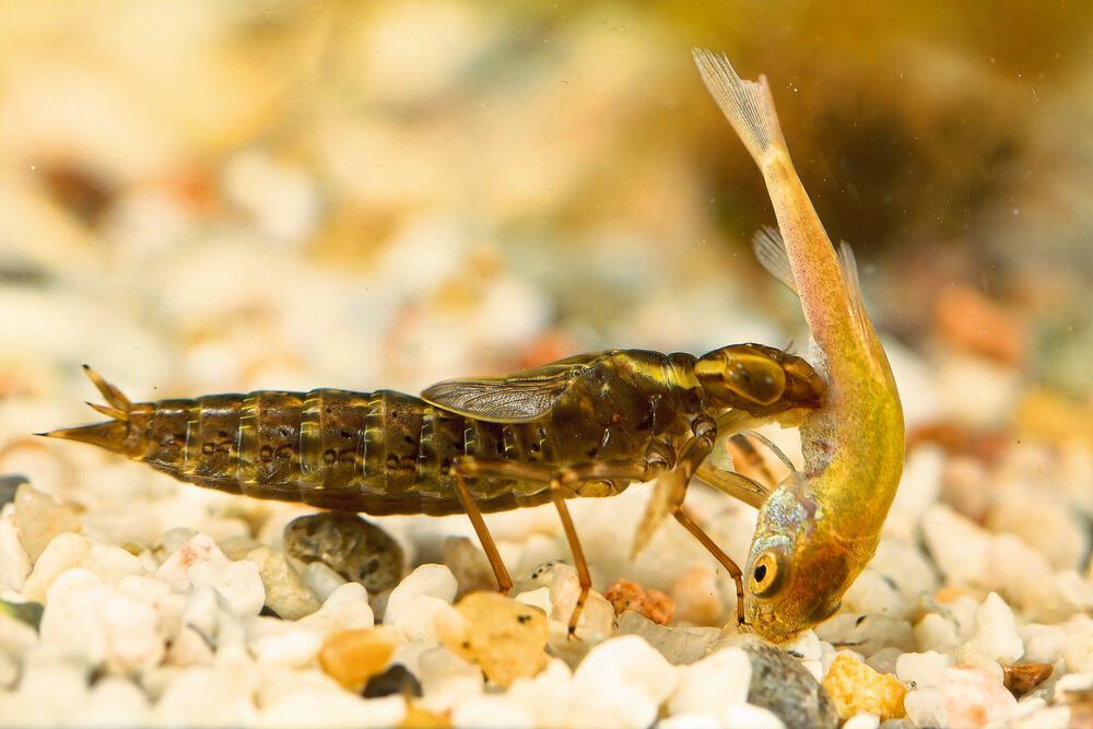 Ein biomechanisches Meisterwerk: Der Fangapparat von Libellenlarven ...