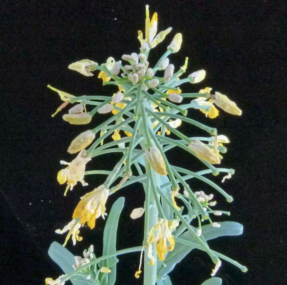 Genetische Mechanismen des Blütenabsterbens bei Bormangel