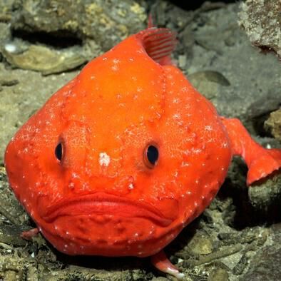 New Marine Species Discovered in Chile to Rapa Nui Region