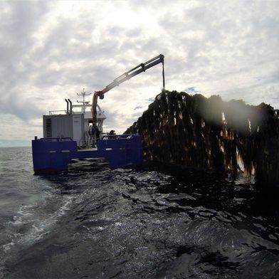 Kelp Farming as a Solution for Environmentally Friendly Aquaculture