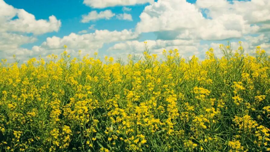 Corteva, BP Announce New Joint Venture