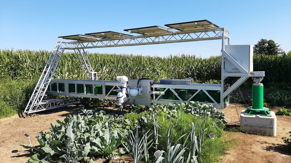 Agricultural robot fills 60 vegetable crates per day