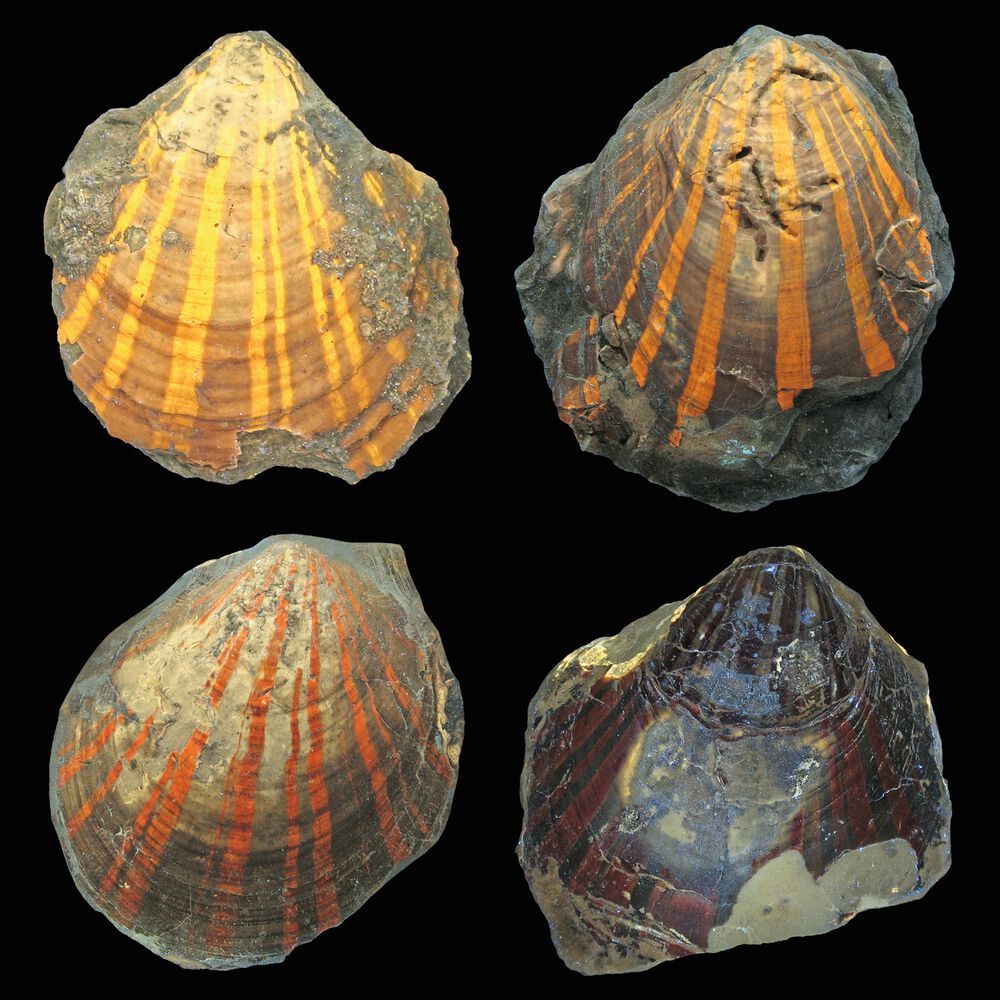 Fluoreszenz macht 240 Millionen Jahre alte Farbmuster wieder sichtbar