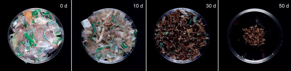 Künstliche Muskeln sind biologisch abbaubar