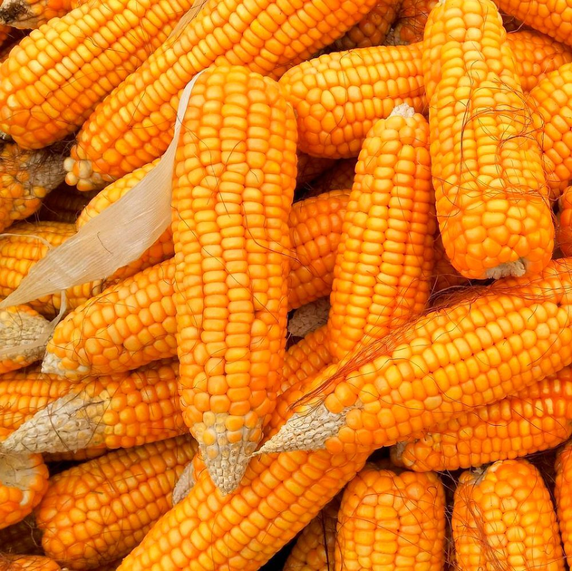 CHS to Use Syngenta's Enogen Corn Enzyme for Enhanced Ethanol Production
