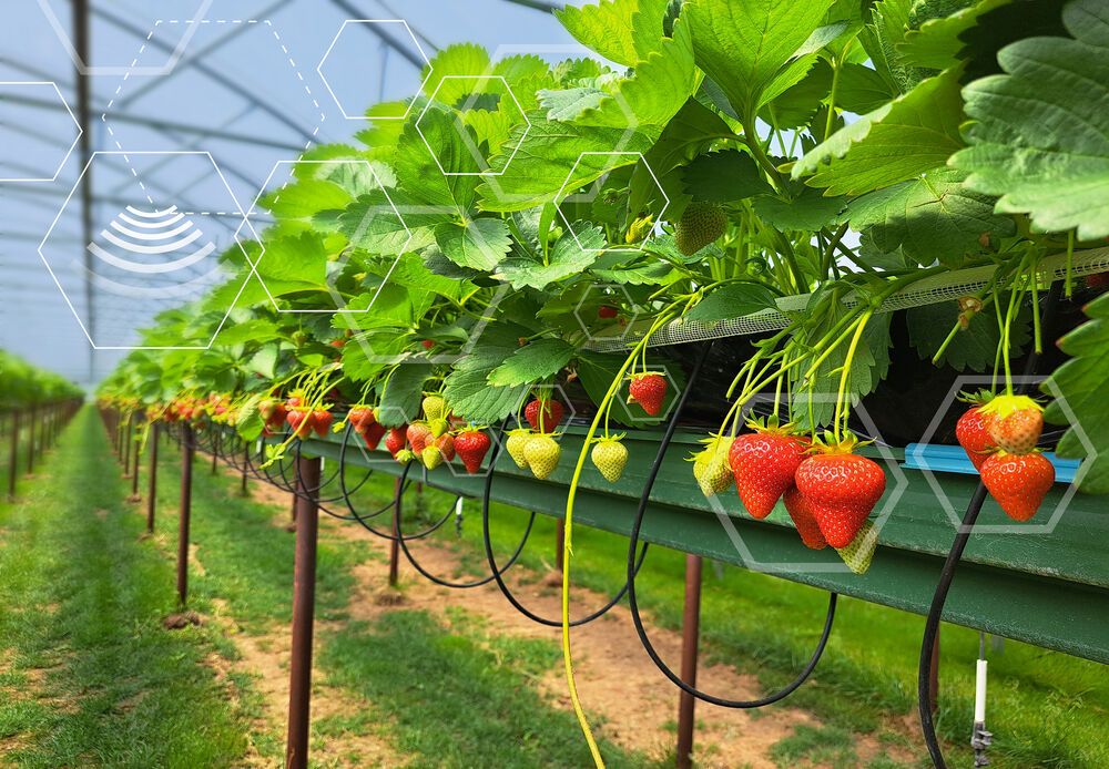 Automatisierte Prozesse und digitale Lösungen für den Erdbeeranbau der Zukunft