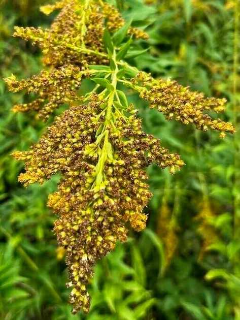 Biological Invasions Don’t Change Ecosystems in a Single, Uniform Way ...