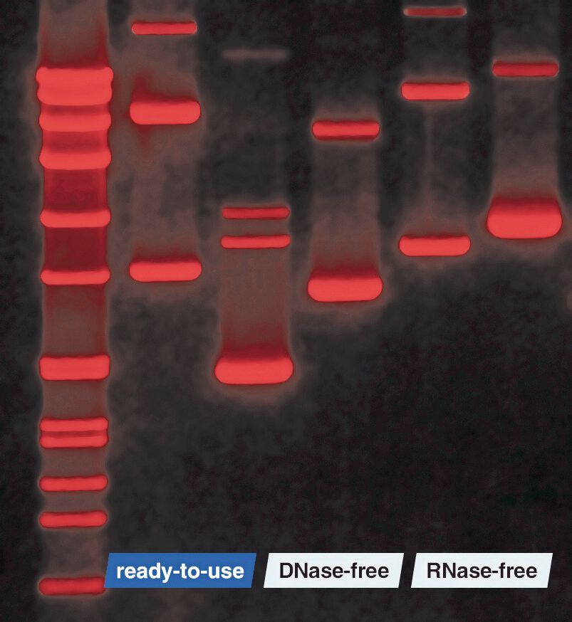 DNA in der Gelelektrophorese visualisieren