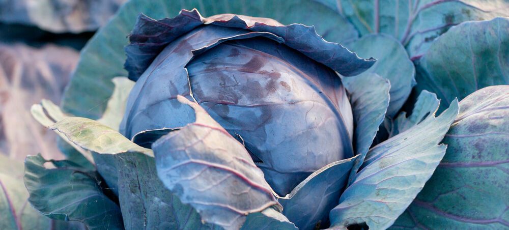 Gesunder Kohl: Die Erntezeit isst mit