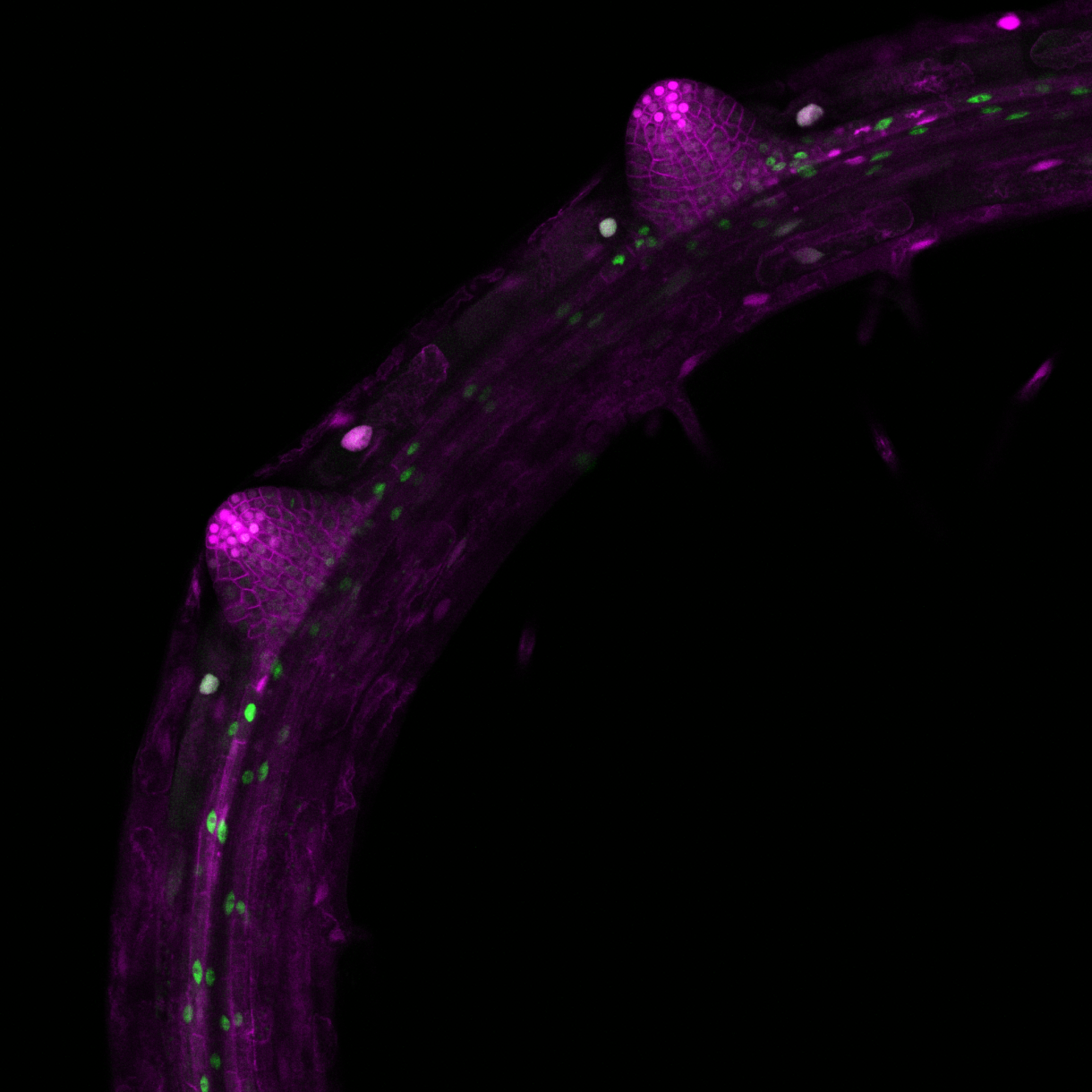 Edelgase ansehnlich arrangiert (Wissenschaftsbild des Tages) || Bild 61 ...