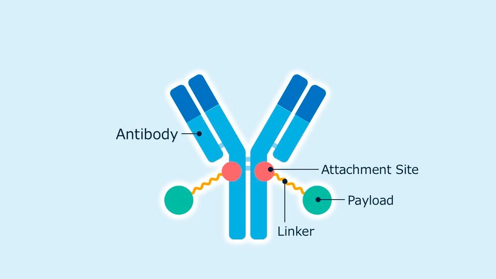 Asahi Kasei Acquires License for Targeted Antibody Technology