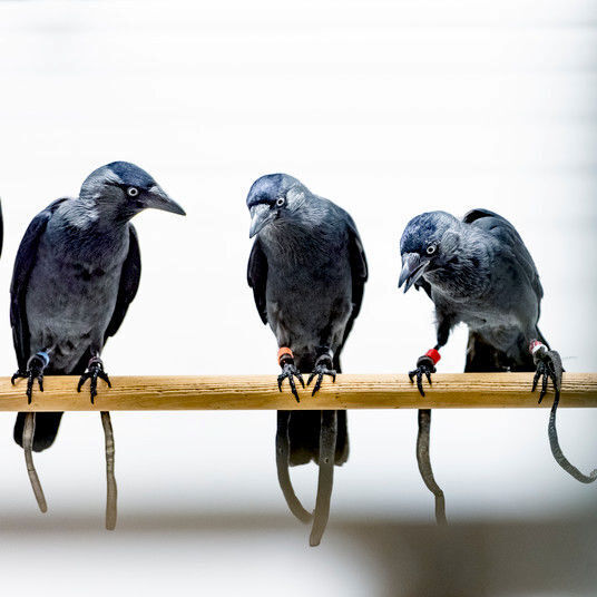 Dohlen merken sich, was sie wann wo getan haben – aber wie?