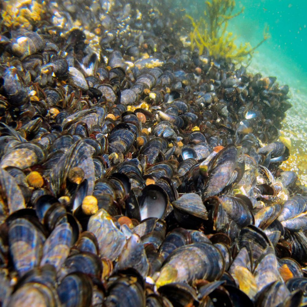 Molluscs in Nordic Waters Suffer from Plastics Pollution