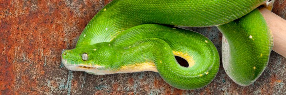 Python und Rust kombinieren: Vorteile und Überlegungen