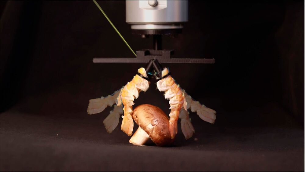 Fascination with technology: Integration of crustacean exoskeletons ...