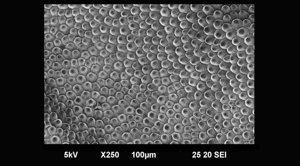 Farbstark und matt wie das Rosenblatt || Bild 2 / 4