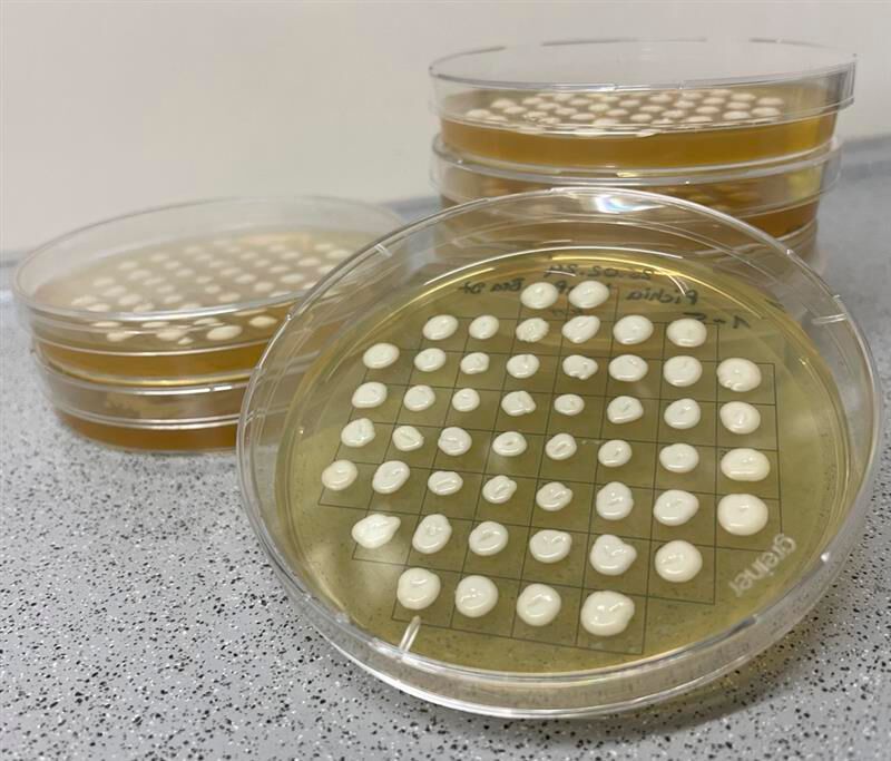 Proteinbasierte Süßungsmittel: Mit Biotechnologie zum Zuckerersatz