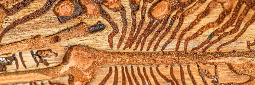 Tödliche Symbiose für Fichten: wie ein Pilz Borkenkäfer lenkt