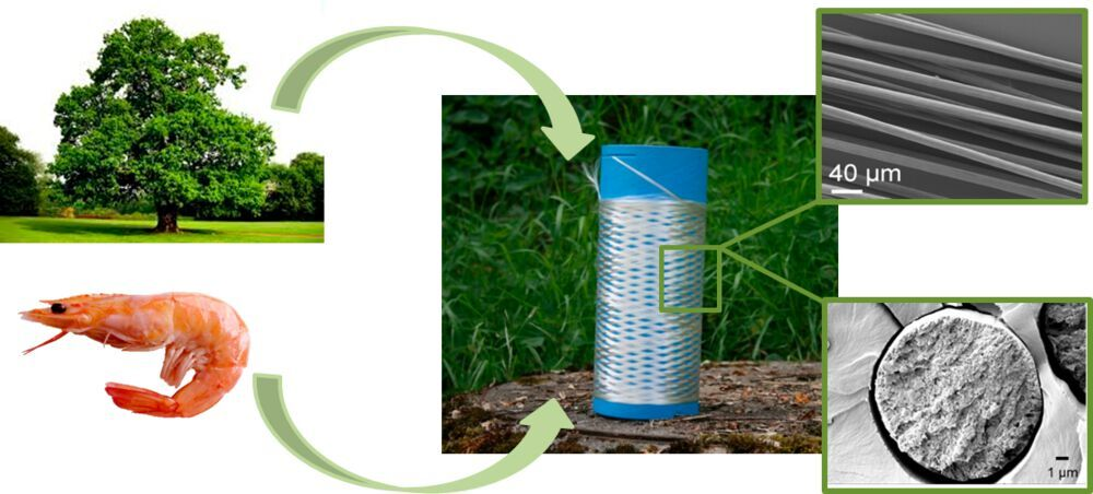 Panzer von Krabbe, Käfer & Co als nachwachsende Rohstoffquelle