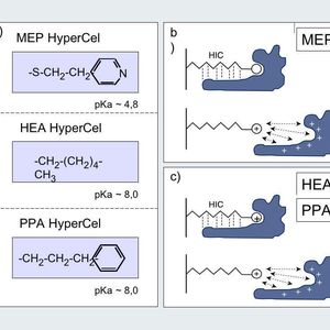 Mixed-Mode als Alternative zur Hydrophoben Interaktionschromatographie