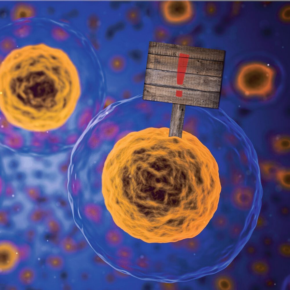 Wie der Körper Hinweisschilder für infizierte Zellen baut