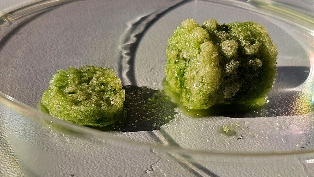 Biogenic building materials through cyanobacteria.