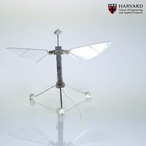 "RoboBee" soll künftig Blüten bestäuben