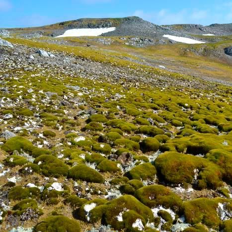 Antarctica Turns Green: Rapid Vegetation Expansion due to Climate Change
