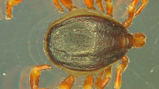 Haben Sie diese Zecke gesehen?