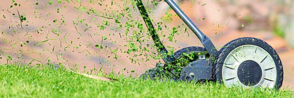 Sichern Rasen-Reste bald unsere Ernährung?