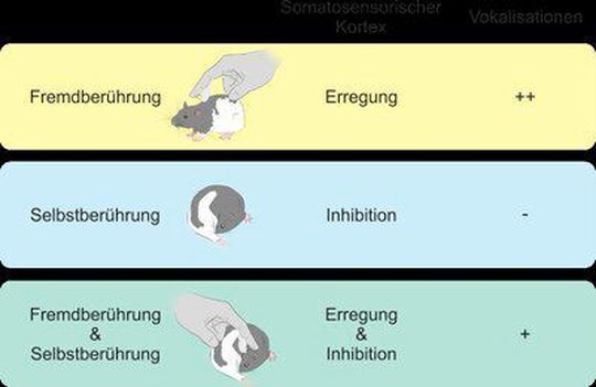 Warum sich selbst kitzeln nicht funktioniert Warum sich selbst kitzeln nicht funktioniert