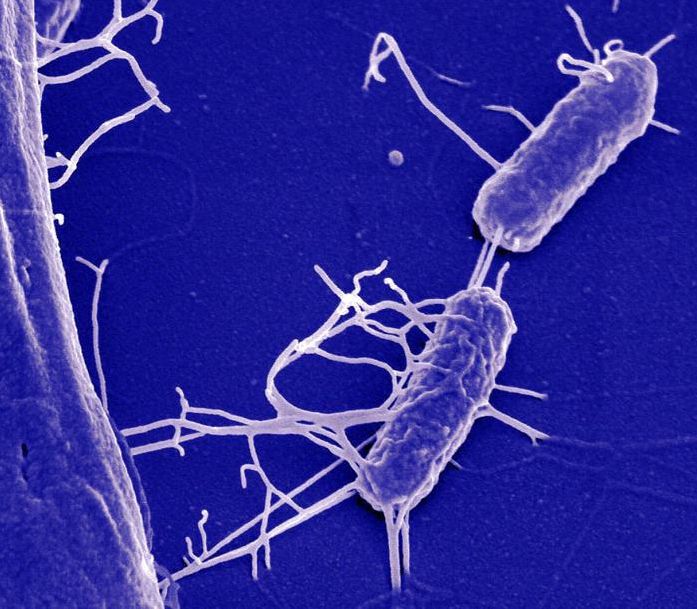 Salmonellen nutzen ausgeklügelten Infektionsmechanismus